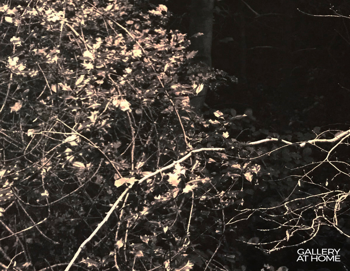 Constellation | galleryathome