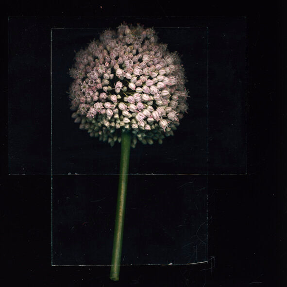 Leek | galleryathome